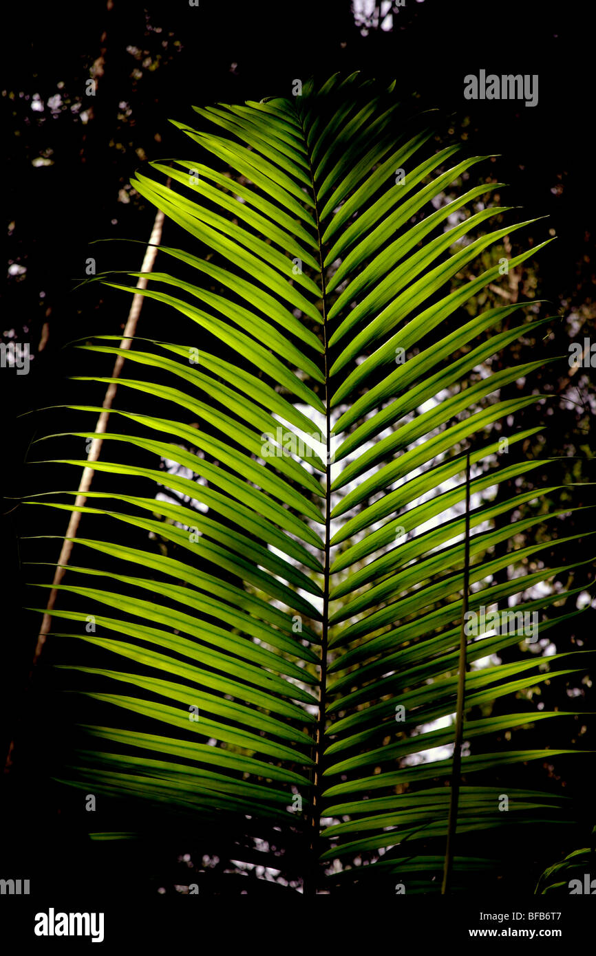 Flora in Cooloola National Park, Queensland, Australia Stock Photo - Alamy