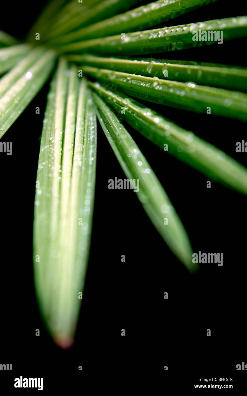 Flora in Cooloola National park, Queensland, Australia Stock Photo - Alamy