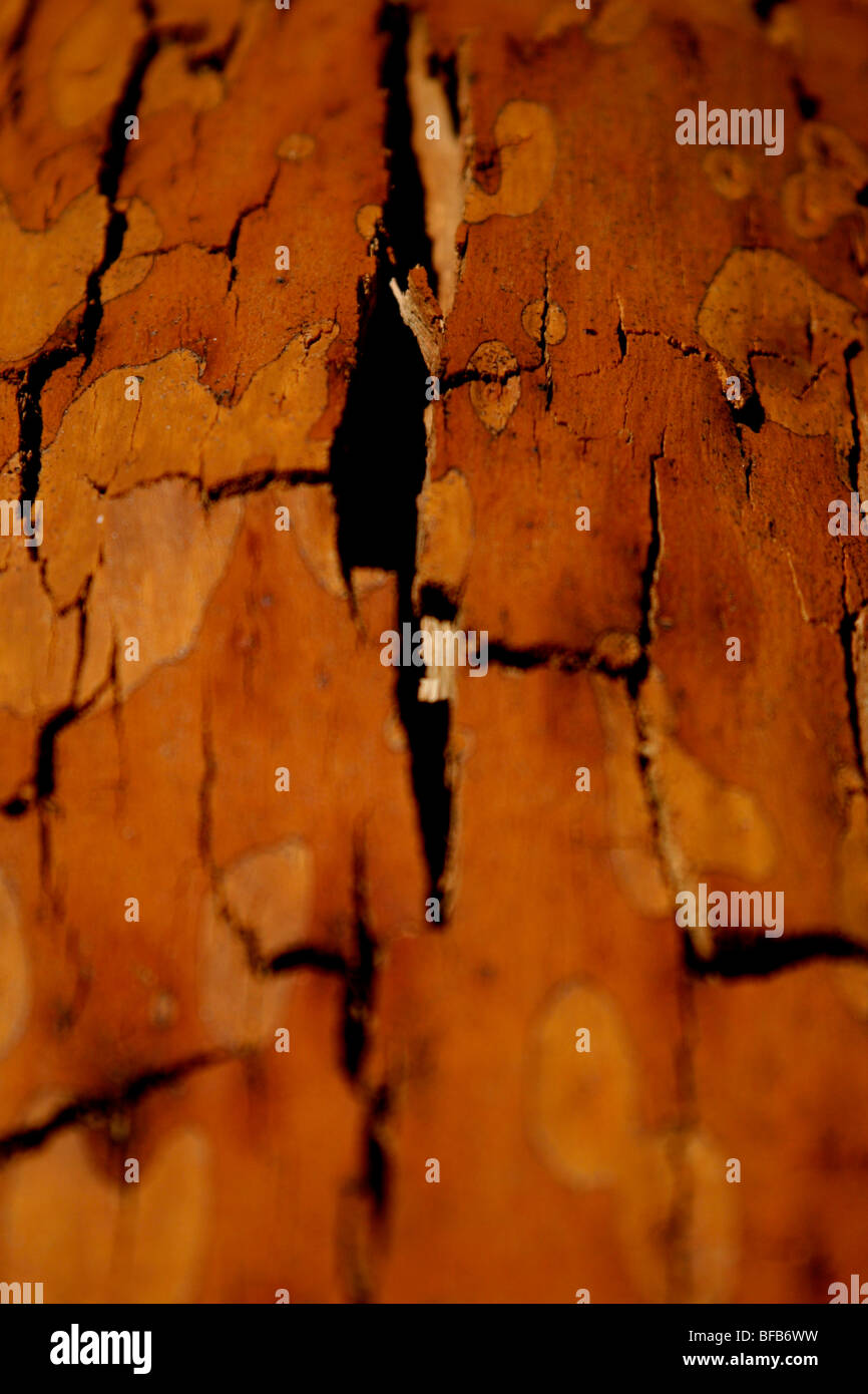 Bark cracking hi-res stock photography and images - Alamy