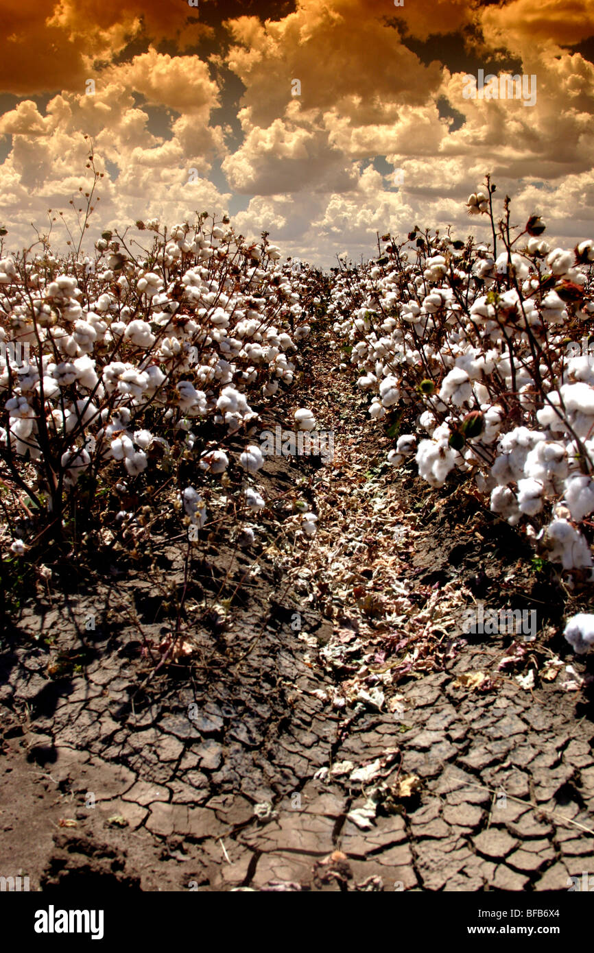 Sam cotton hi-res stock photography and images - Alamy