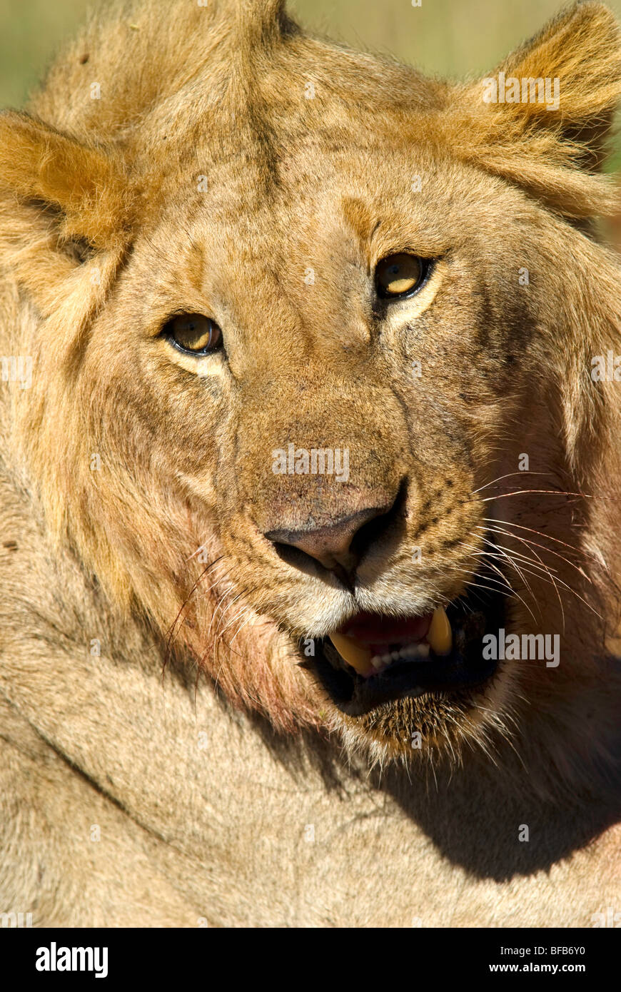 portrait of a lion Stock Photo - Alamy