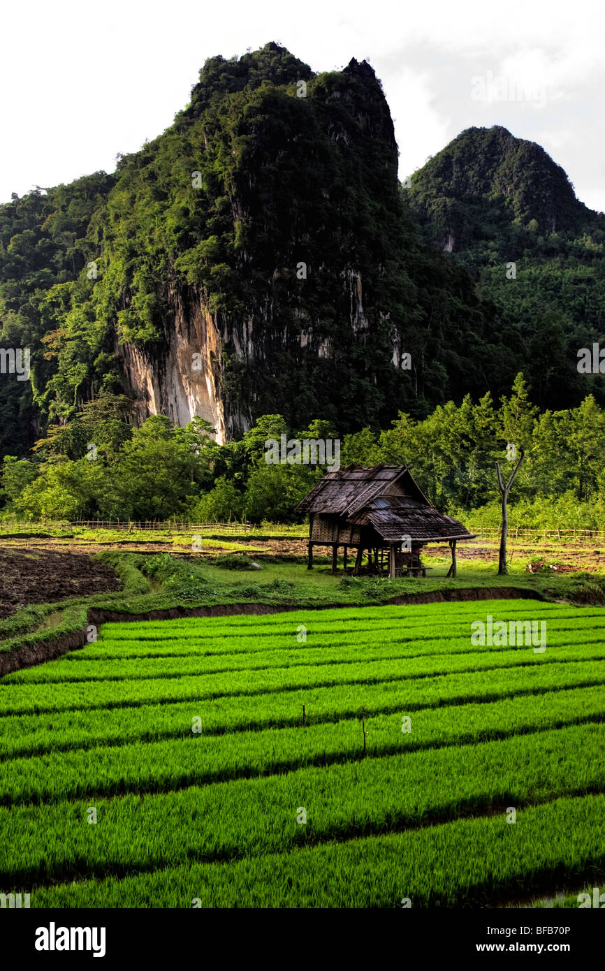 Laos rice industry hi-res stock photography and images - Alamy