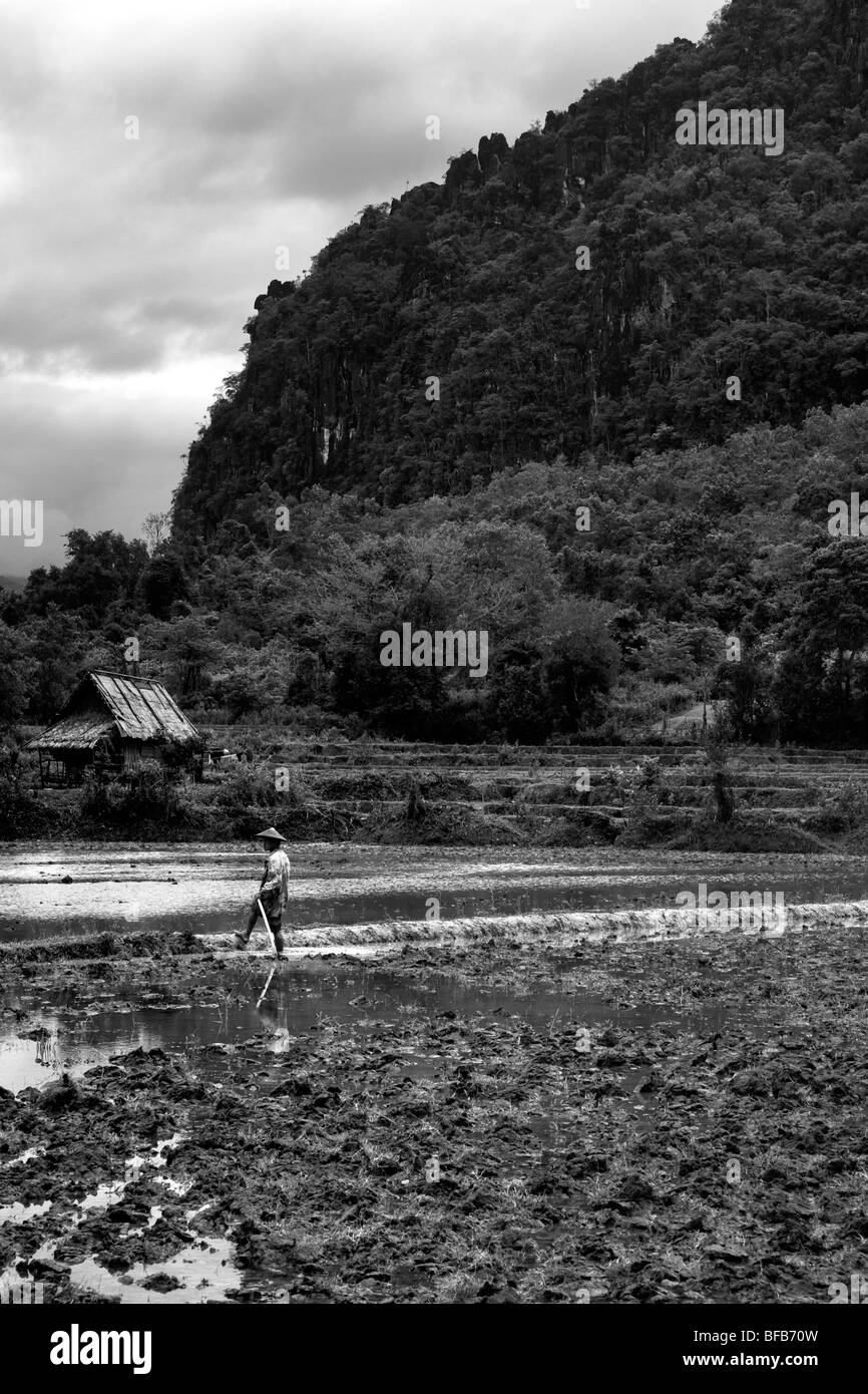 Rice farming at Nong Khiaw (Kiaow), Laos Stock Photo - Alamy