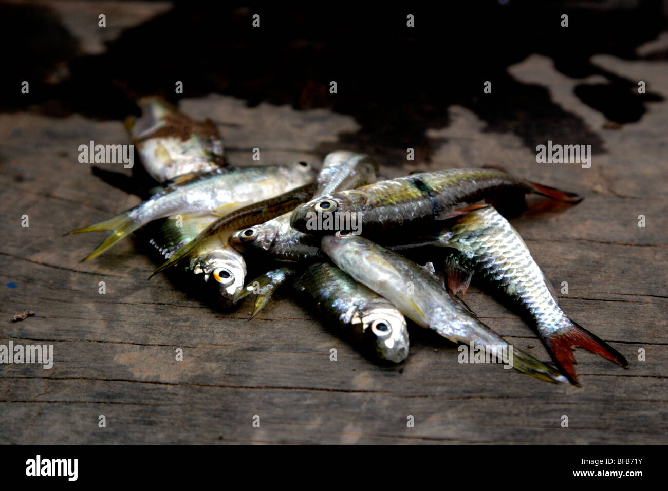 Catching fish, local style, Muang Ngoi, Nam ou river, Laos Stock Photo ...