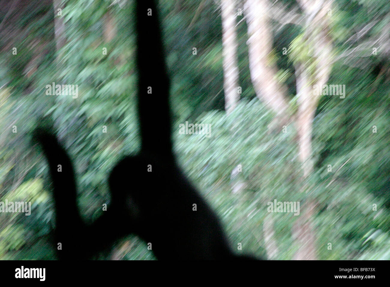 Young Gibbon in the trees, Bokeo Province, Northern Laos Stock Photo ...