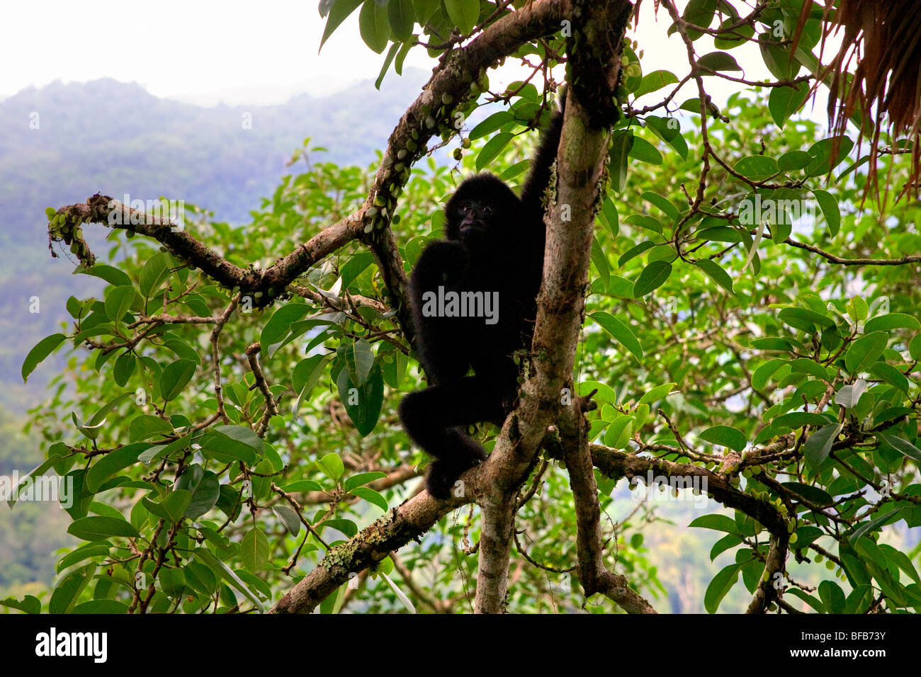 Young Gibbon in the trees, Bokeo Province, Northern Laos Stock Photo ...