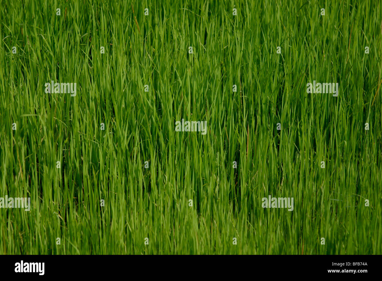 Rice field, traditional farming, Laos Stock Photo - Alamy