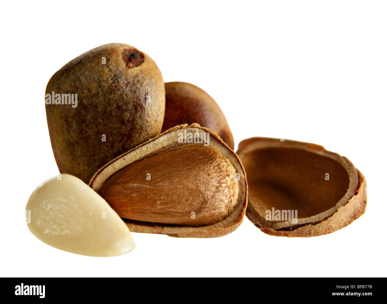 Brown cedar nut fruit on white background Stock Photo - Alamy