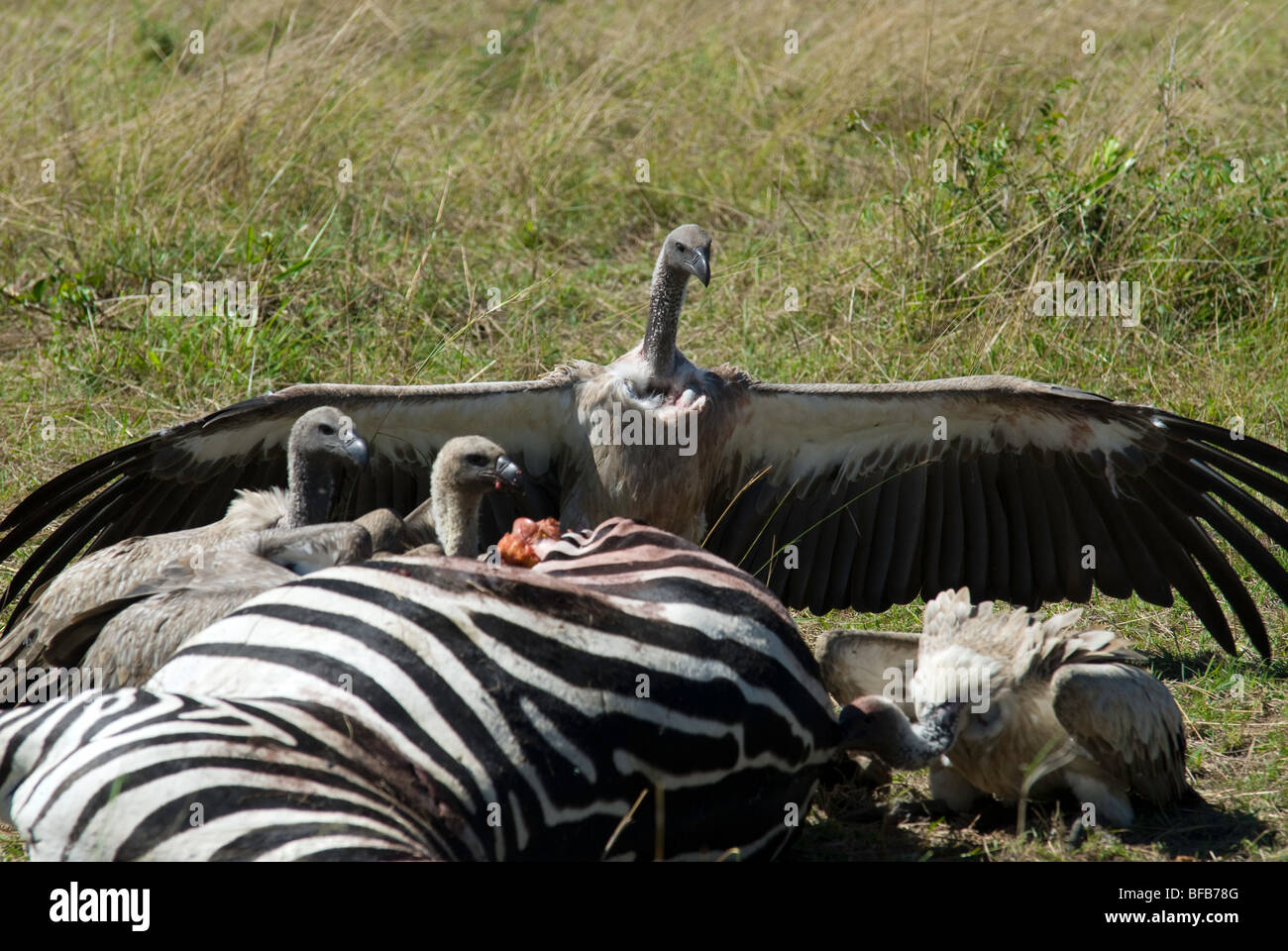 Vultures Eating Zebra