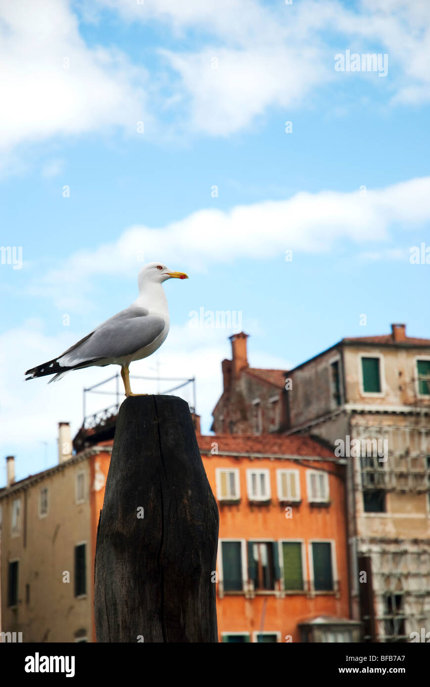 Venice sea gulls hi-res stock photography and images - Alamy