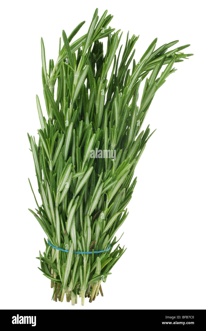 Tarragon fresh green herb isolated on white Stock Photo - Alamy