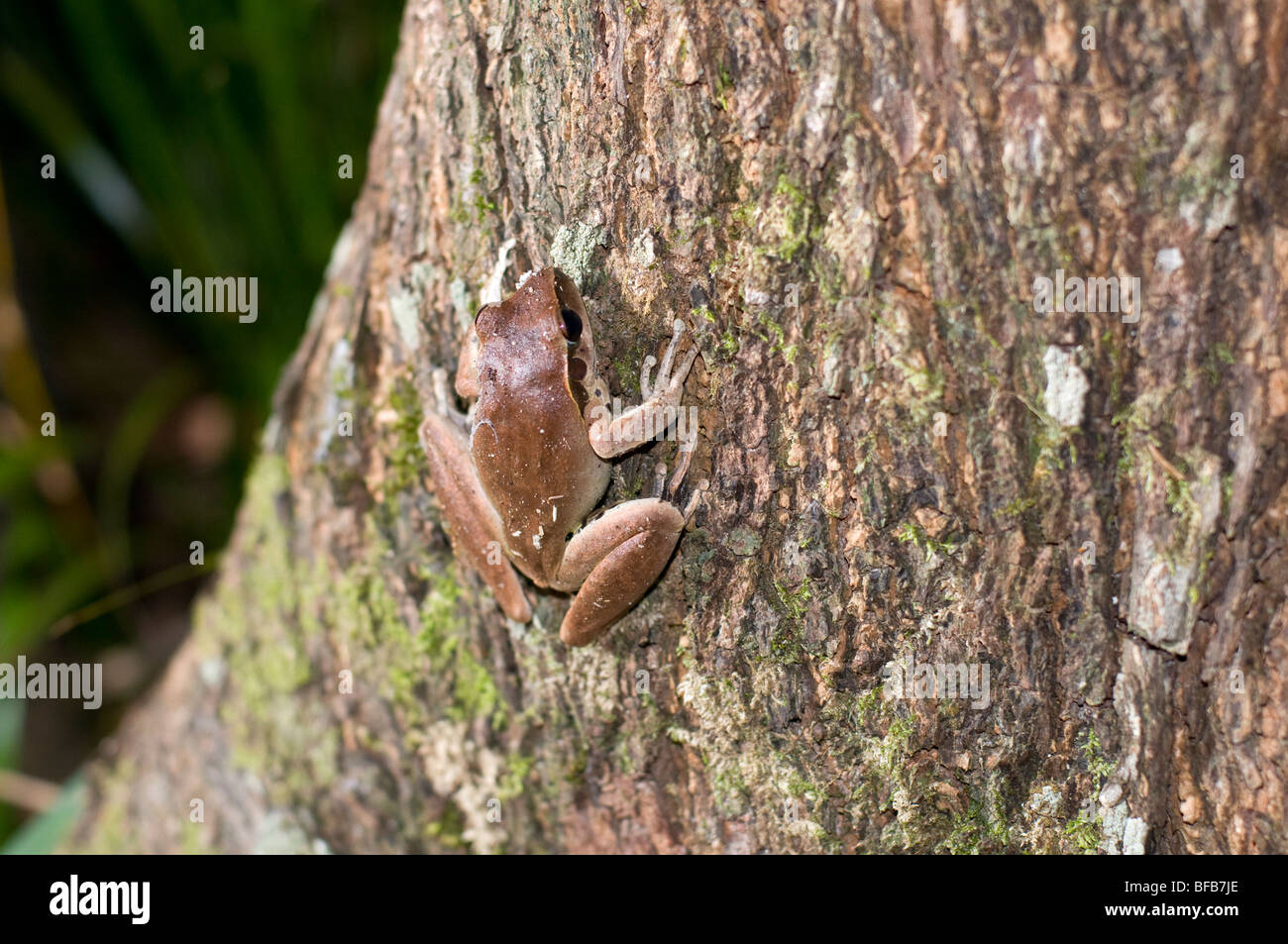 Cute frog on tree in Daintree rainforest Australia Stock Photo - Alamy