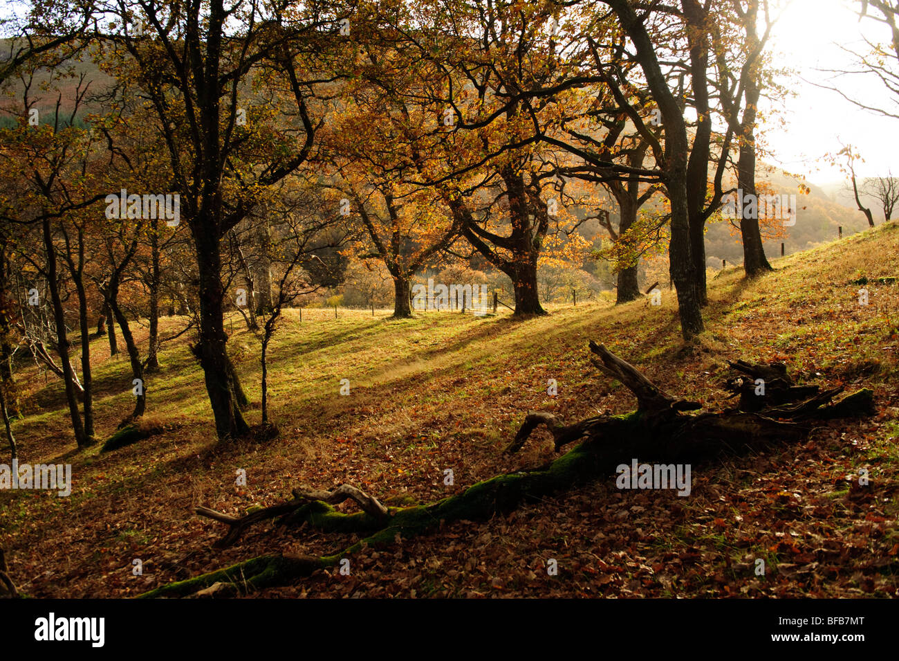 Valley oak tree hi-res stock photography and images - Alamy