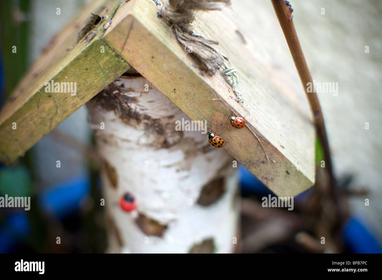 Ladybird Hotel designed to Encourage aphid-eating ladybirds Stock Photo ...
