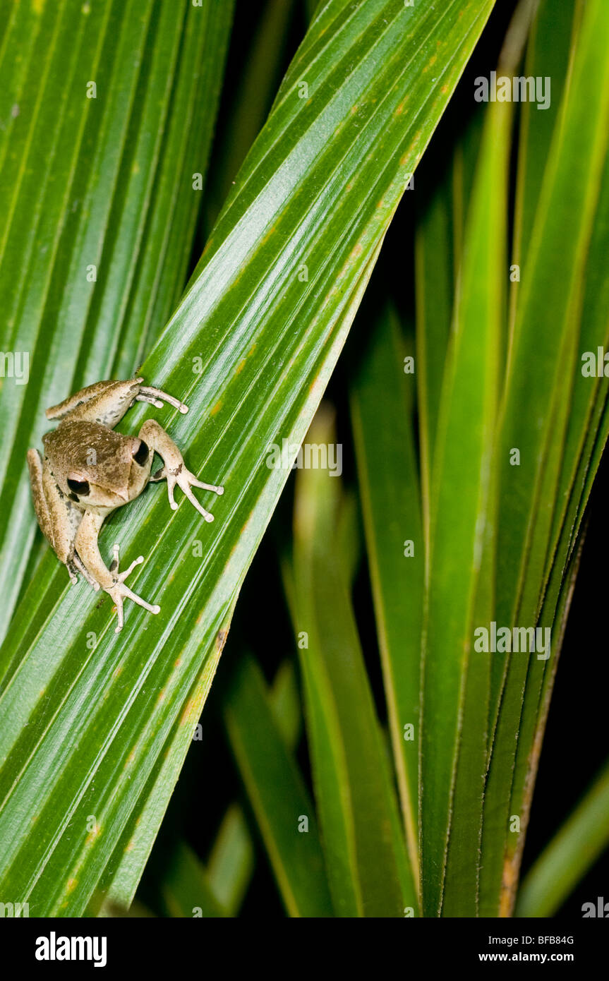 Australia Queensland Port Douglas fan palm leaves frog frogs amphibians ...