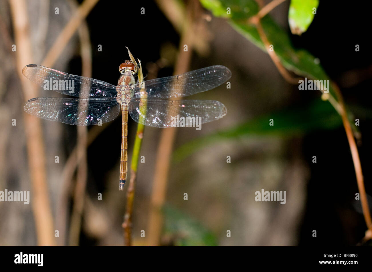 Holiday, vacation, far, north, Queensland, Australia, Port Douglas ...