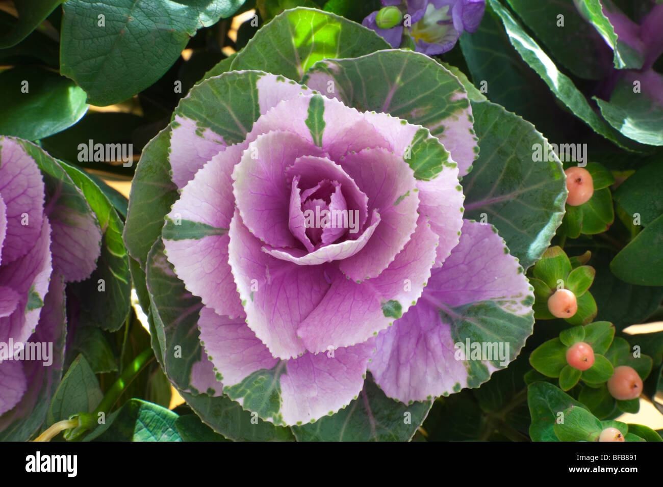 Varvara hi-res stock photography and images - Alamy