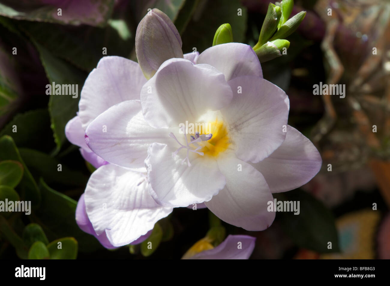 Lilac freesia hi-res stock photography and images - Alamy
