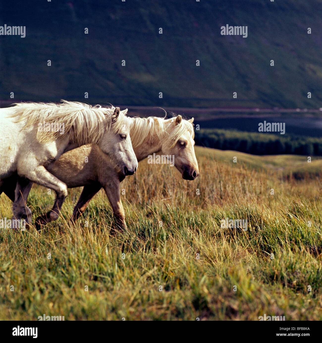 Welsh mountain pony mares hi-res stock photography and images - Alamy