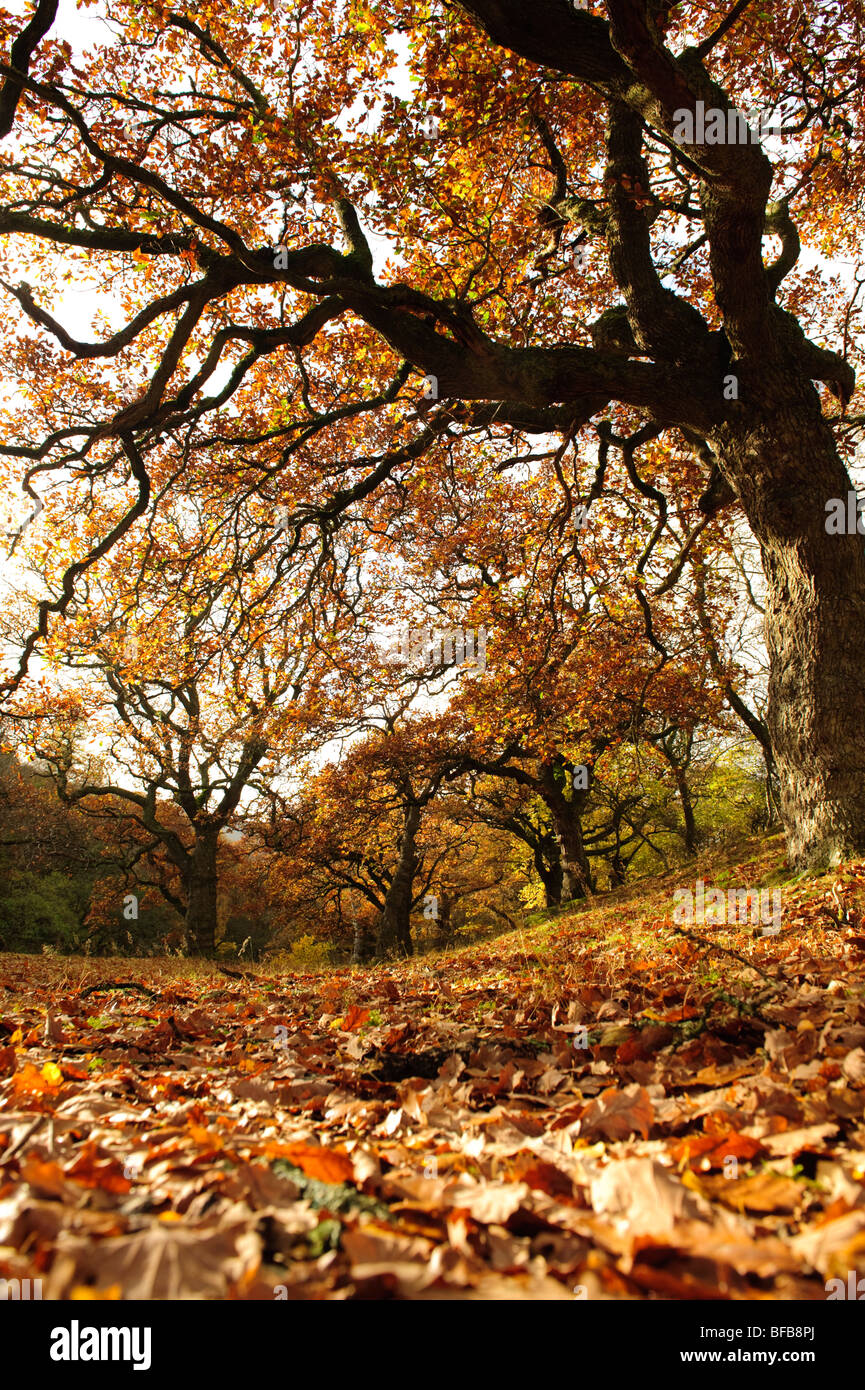 Old oak woodland in the Wye valley, autumn October afternoon, Wales UK ...