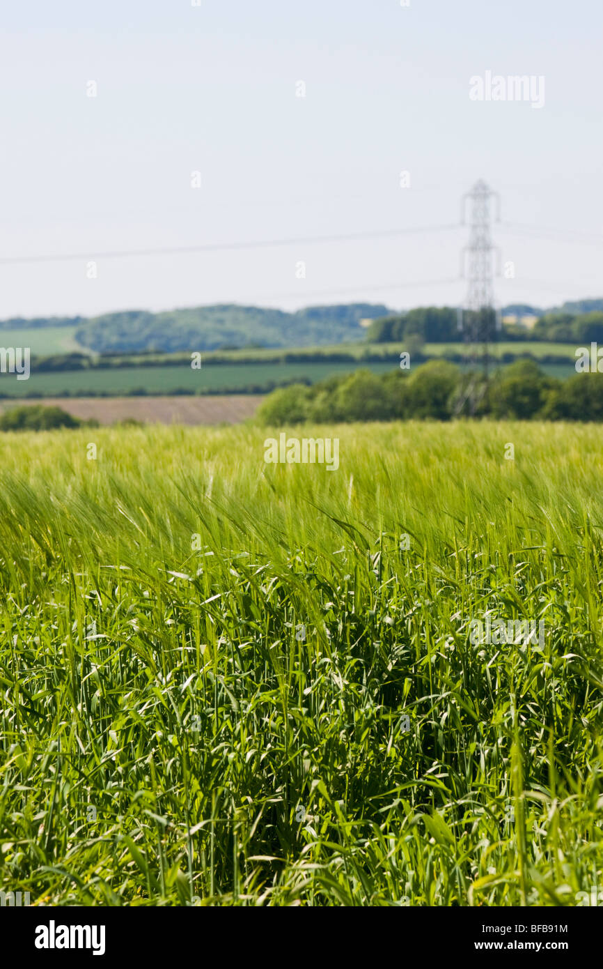 Rough crops hi-res stock photography and images - Alamy