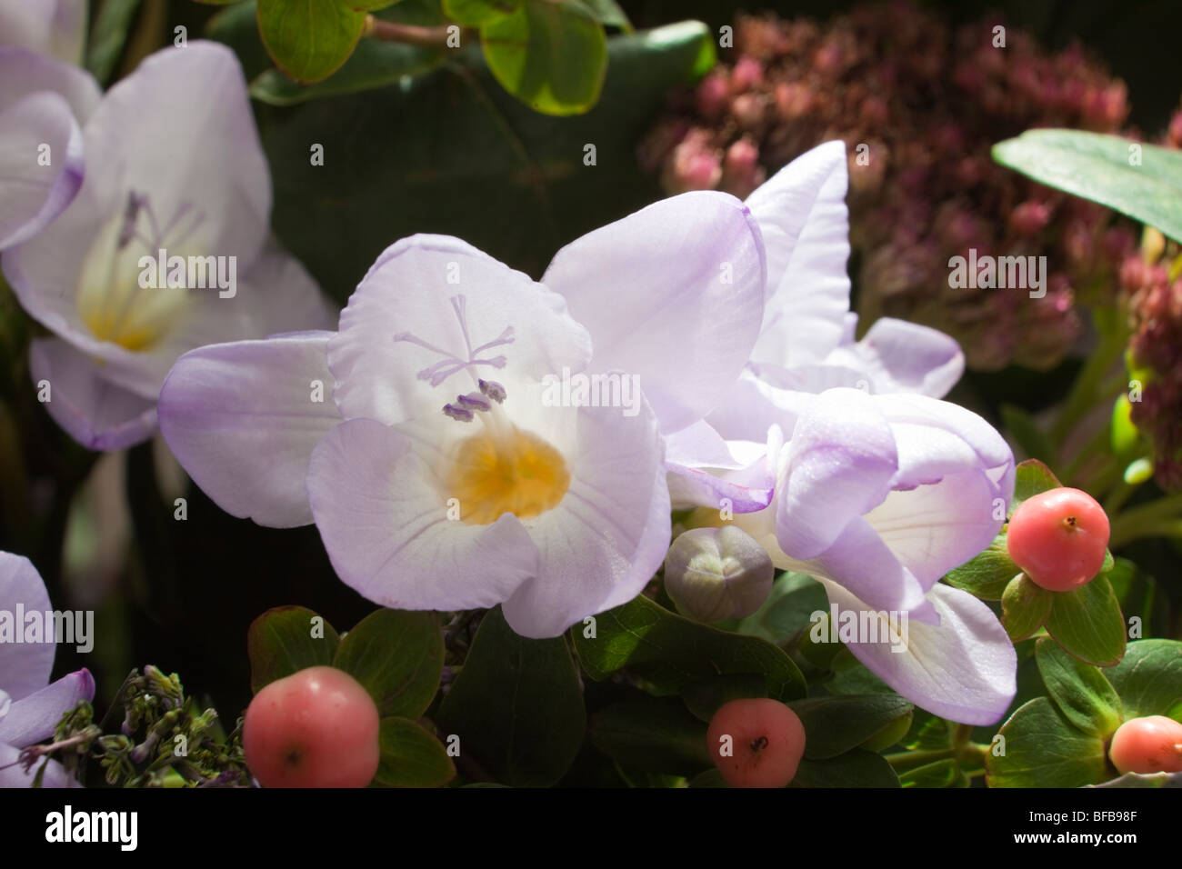 Lilac freesia hi-res stock photography and images - Alamy