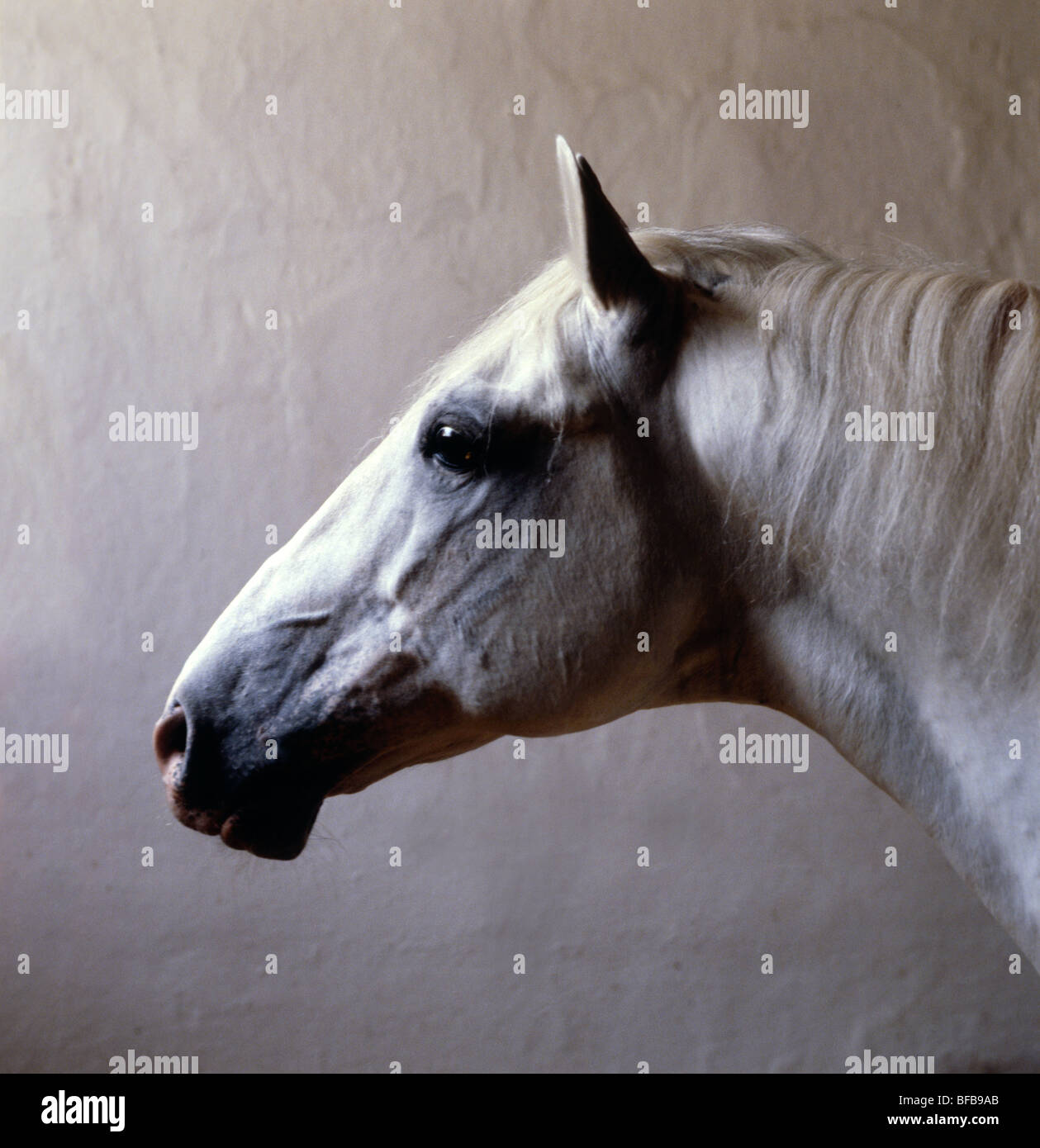 Pluto Alda, portrait of a Lipizzaner stallion in his loose box at piber ...