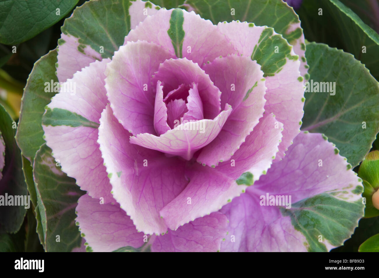 Varvara hi-res stock photography and images - Alamy