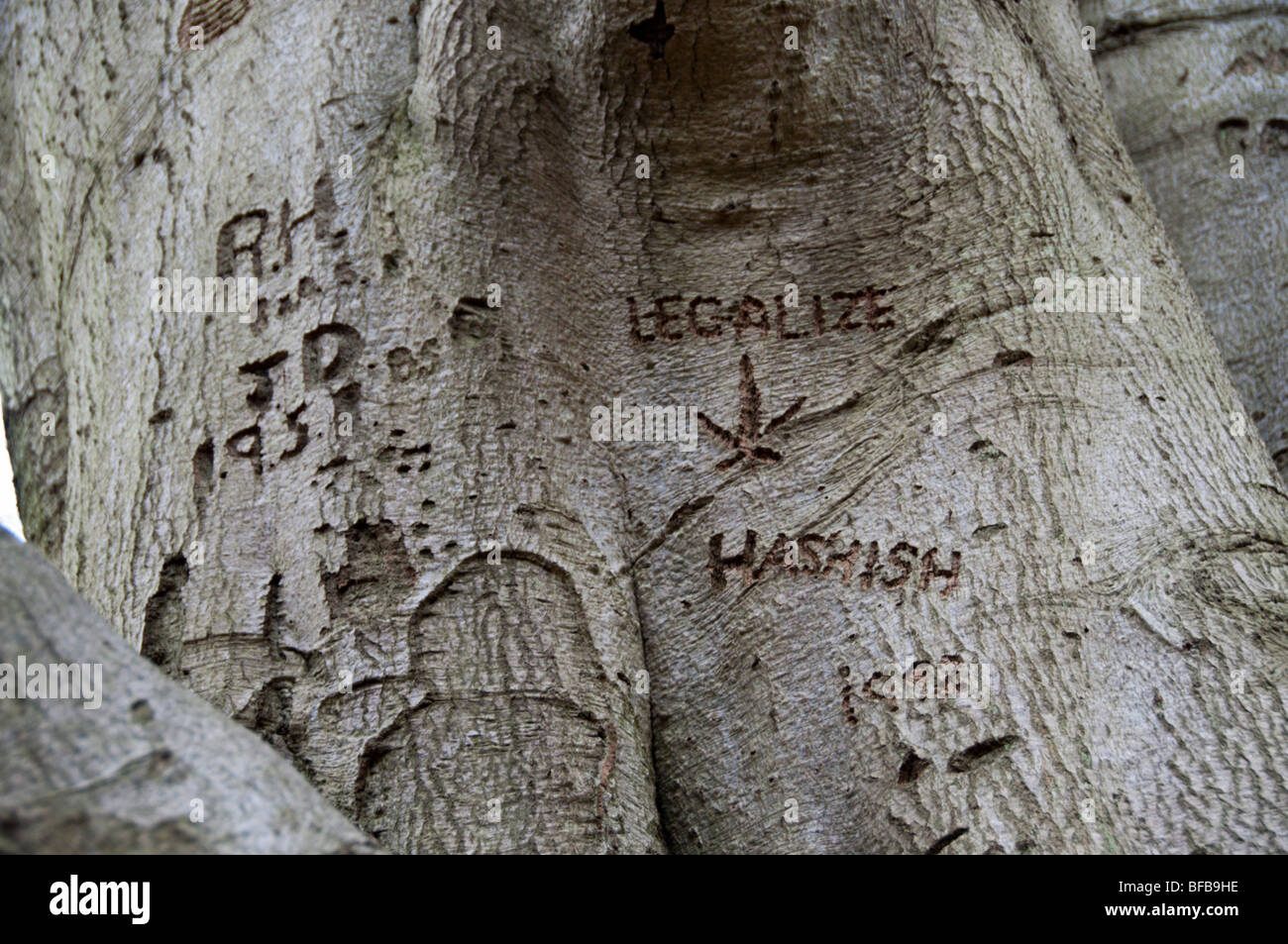 Tree trunk with carving "Legalise Hashish" and cannabis leaf symbol ...