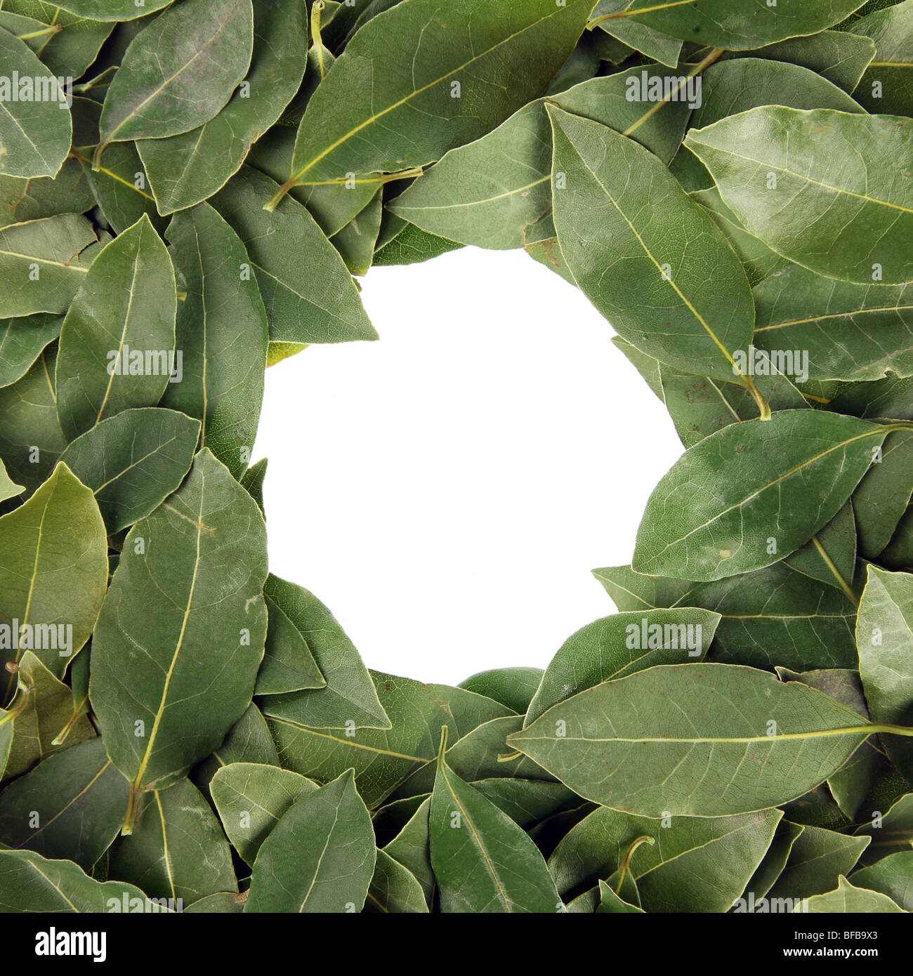 Bay leaf spice closeup view square frame Stock Photo - Alamy