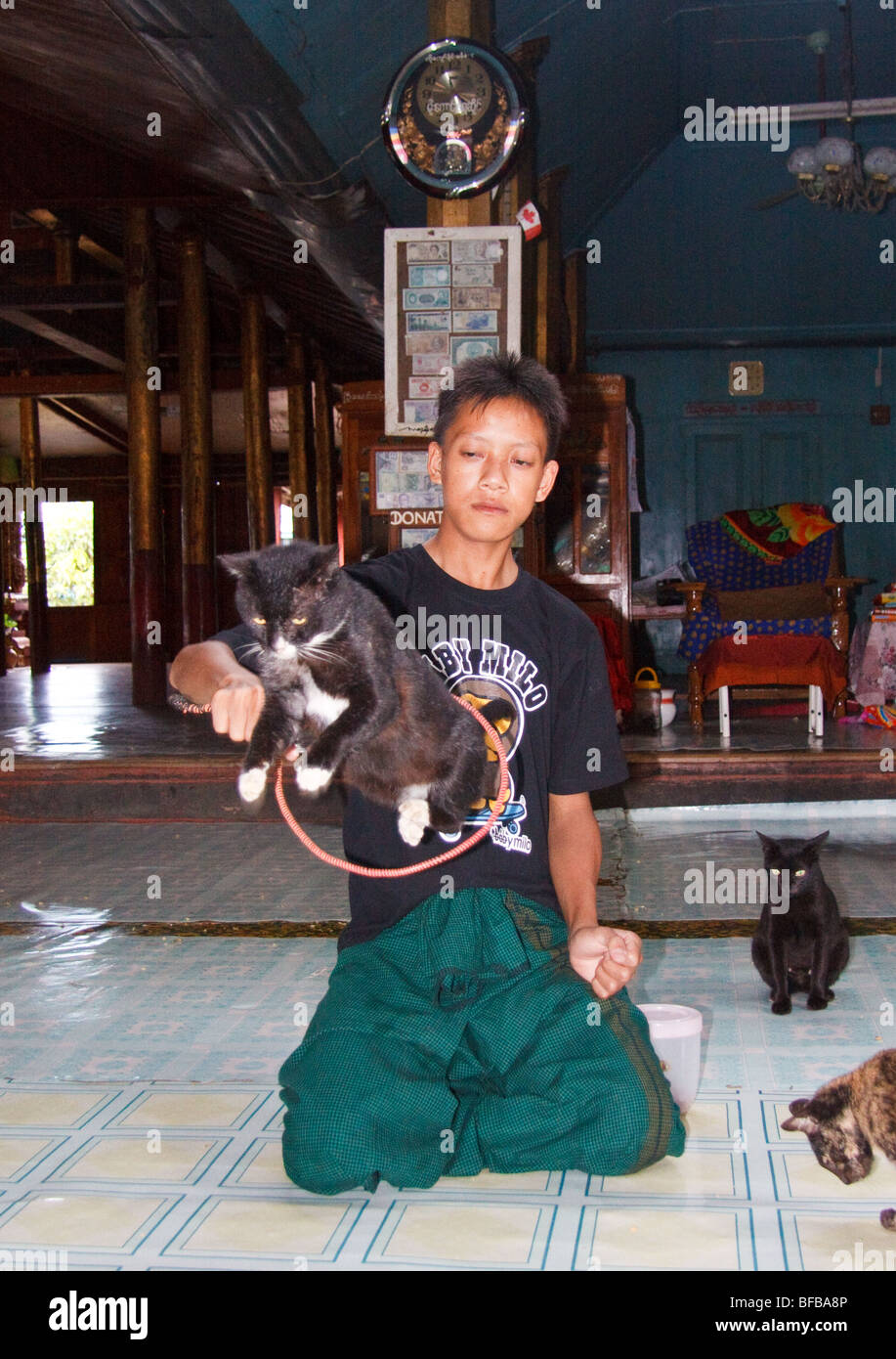 Jumping cat at the jumping cat monastery on Inle Lake Stock Photo - Alamy