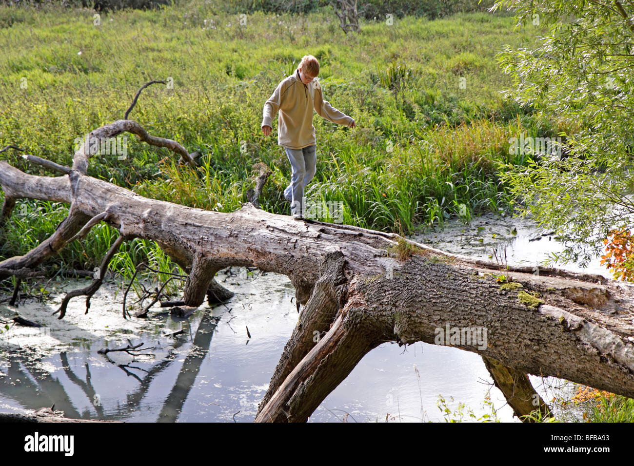 teenage boy balancing across a fallen tree Stock Photo - Alamy