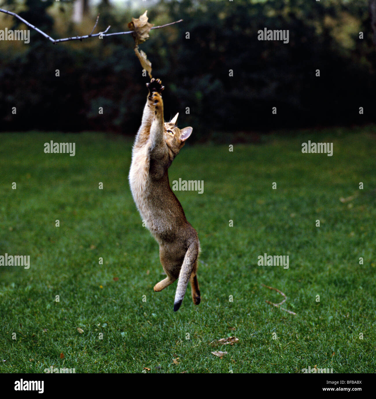 Abyssinian cat standing hi-res stock photography and images - Alamy