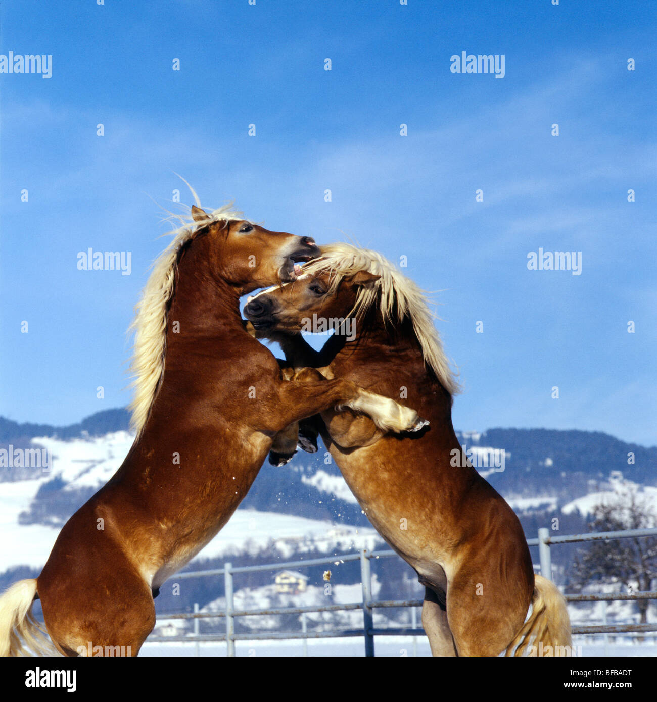 Prancing horses hi-res stock photography and images - Alamy