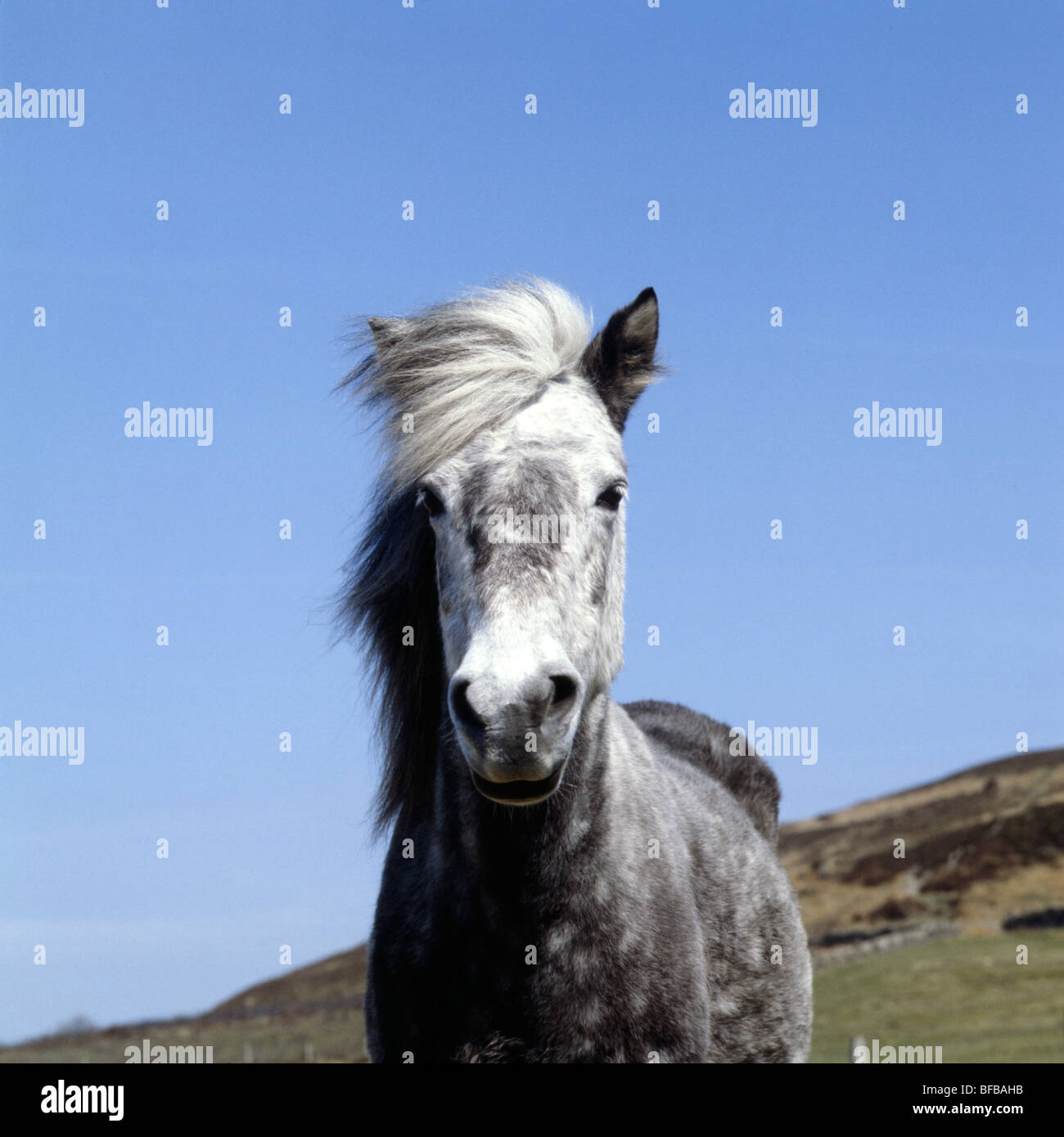 Eriskay pony hi-res stock photography and images - Alamy