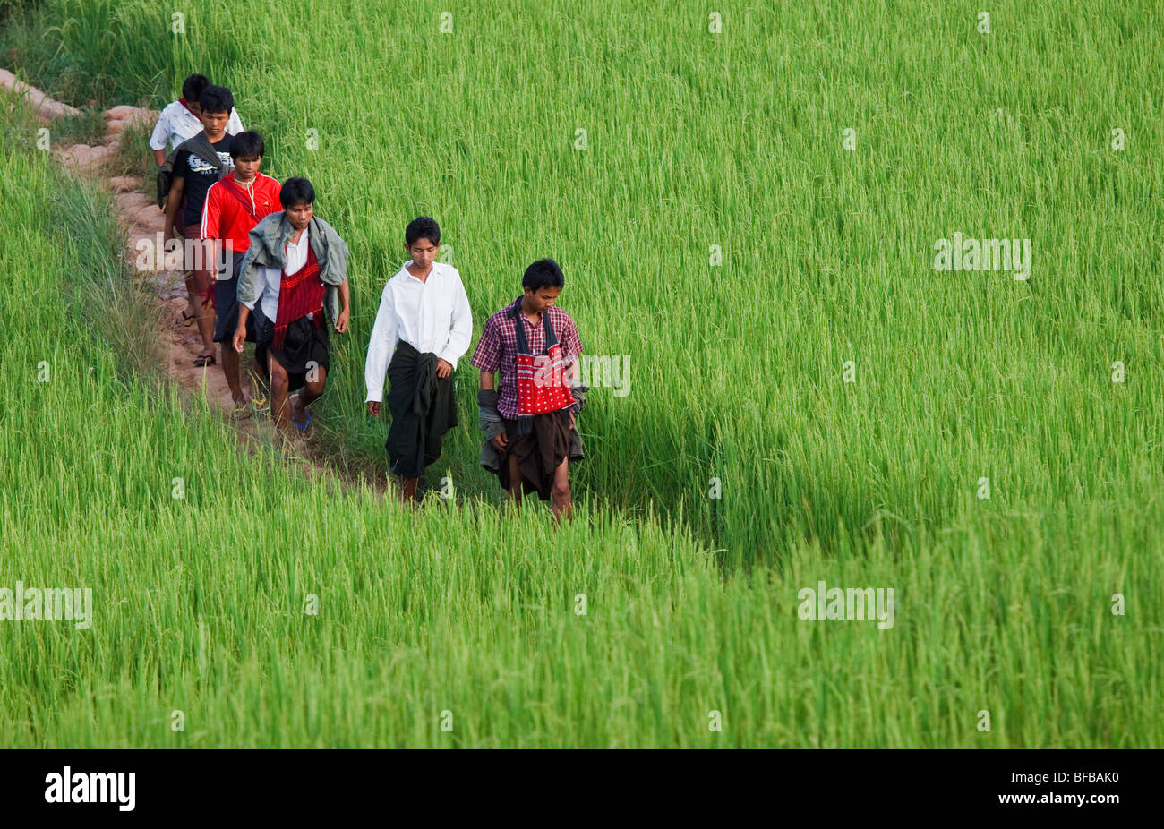 Myanmar villagers walking through a rice field Stock Photo - Alamy