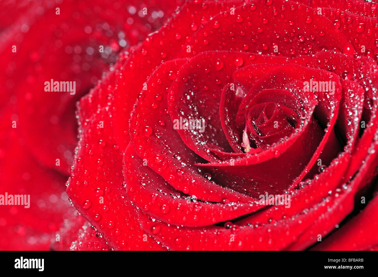 beautiful red rose with water droplets Stock Photo - Alamy