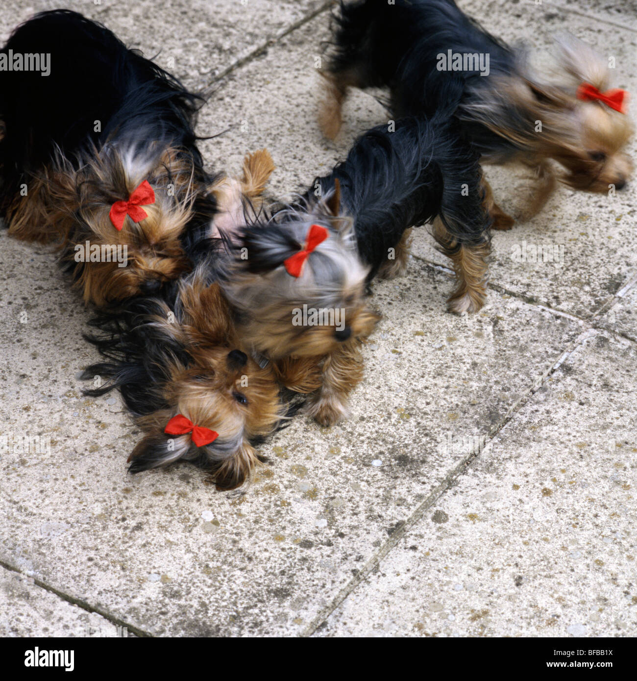 four yorkies playing Stock Photo - Alamy