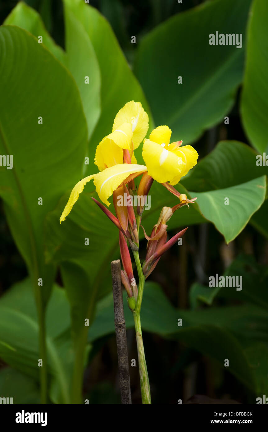 Canna, Indian shot plant Stock Photo - Alamy
