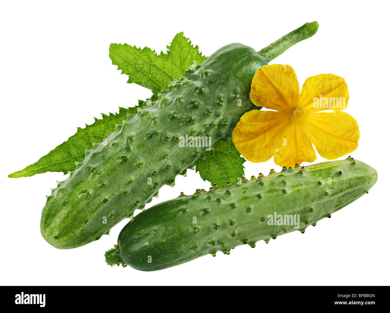 Cucumber with leaf hi-res stock photography and images - Alamy