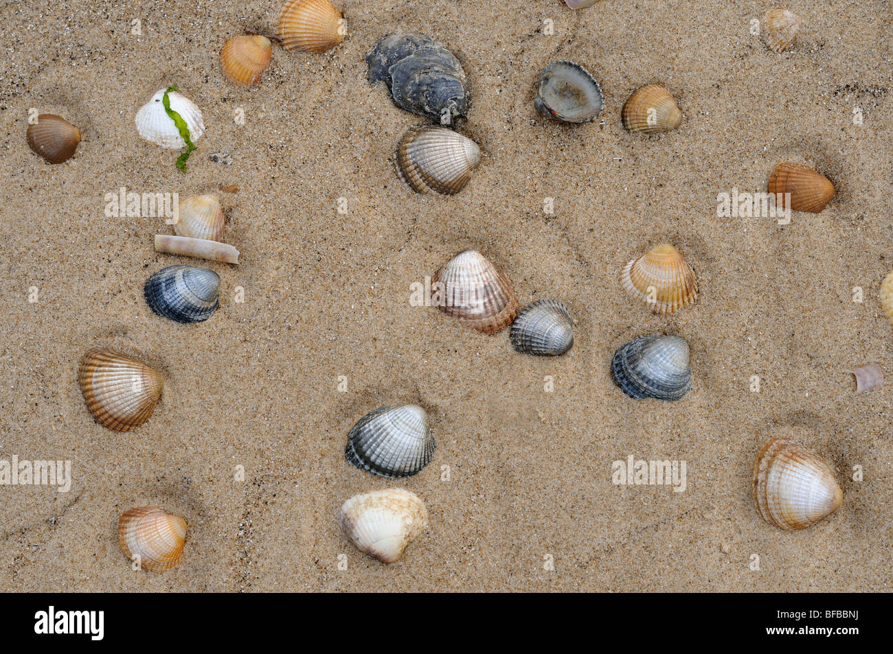 Cockle shells in wet sand on beach hi-res stock photography and images ...