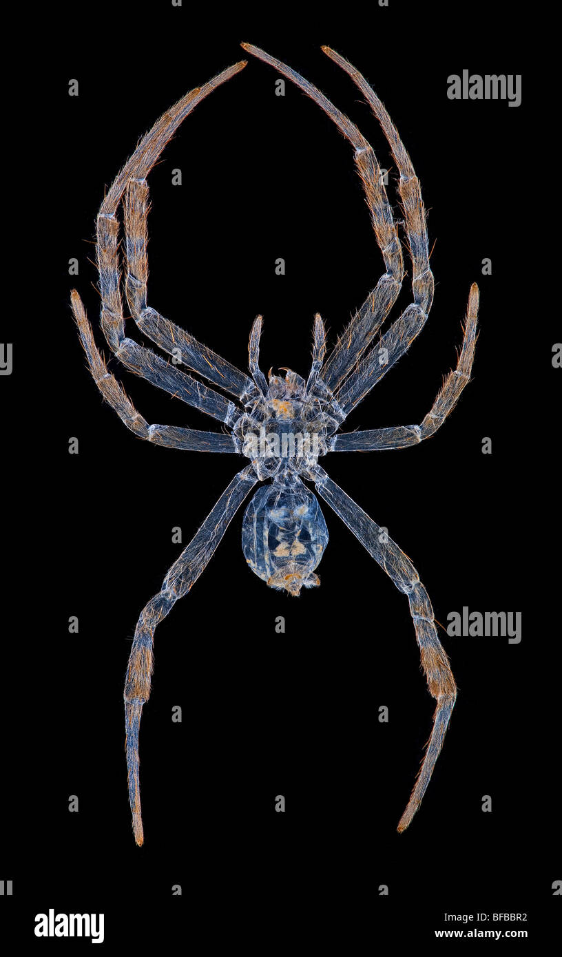 Argiope aetherea St Andrews Cross spider, darkfield photomicrograph ...