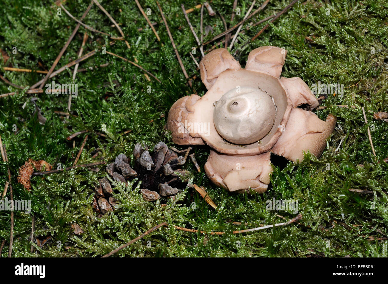 Star body hi-res stock photography and images - Alamy