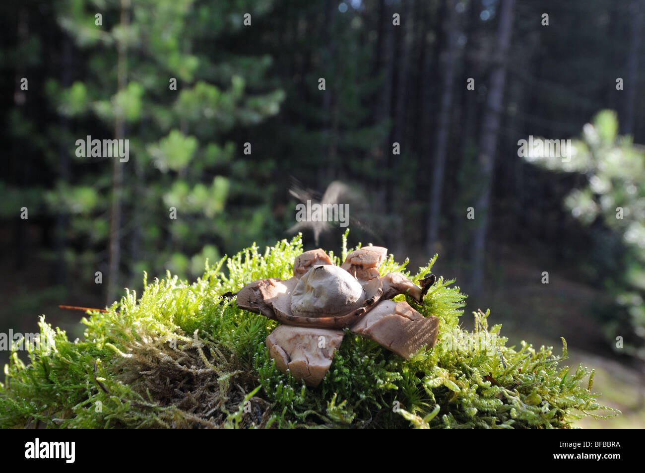 Common Earth Star, geastrum triplex, fruiting body ejecting spores in ...