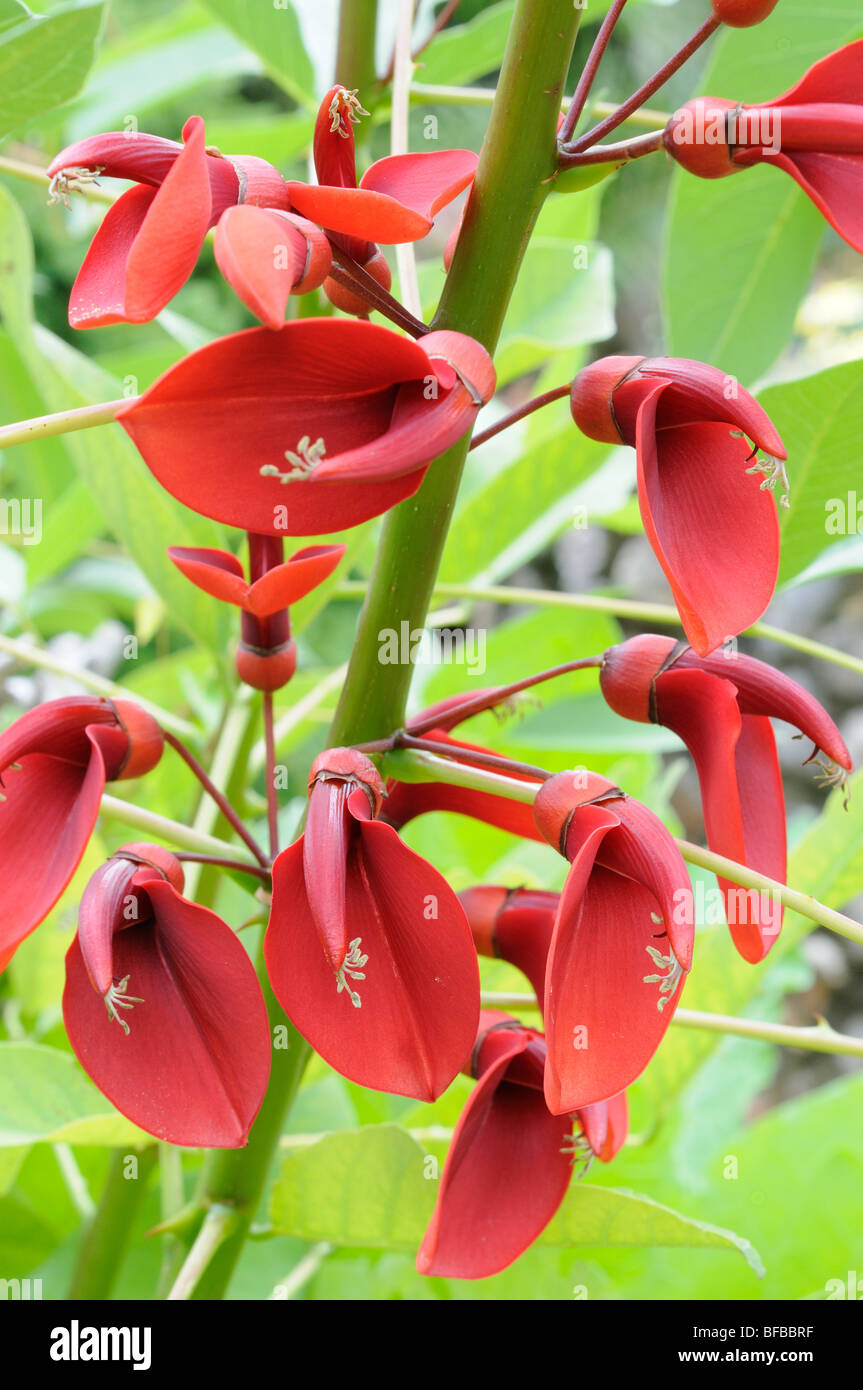 Cockspur coral tree erythrina crista galli hi-res stock photography and ...