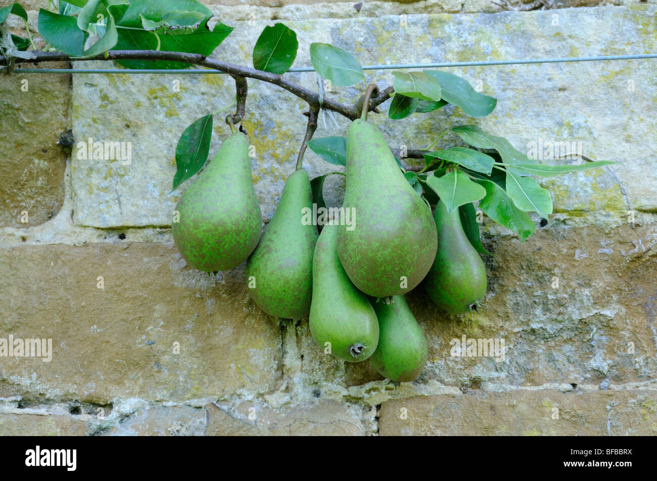 Cultivated pear, 'williams' fan trained in large garden , UK, September ...