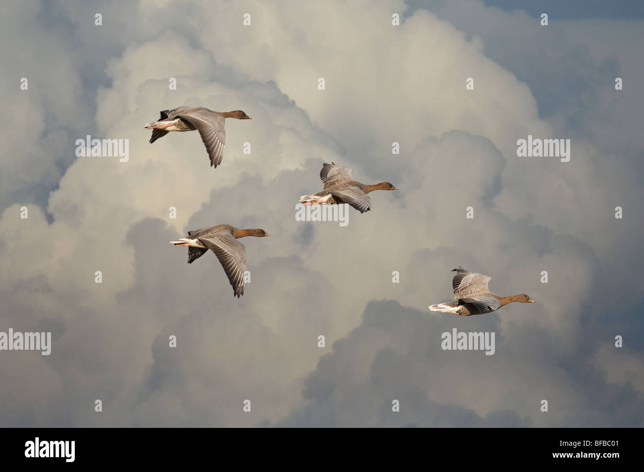 Migrating Pink footed geese (anser brachyrhynchus) four birds in flight ...
