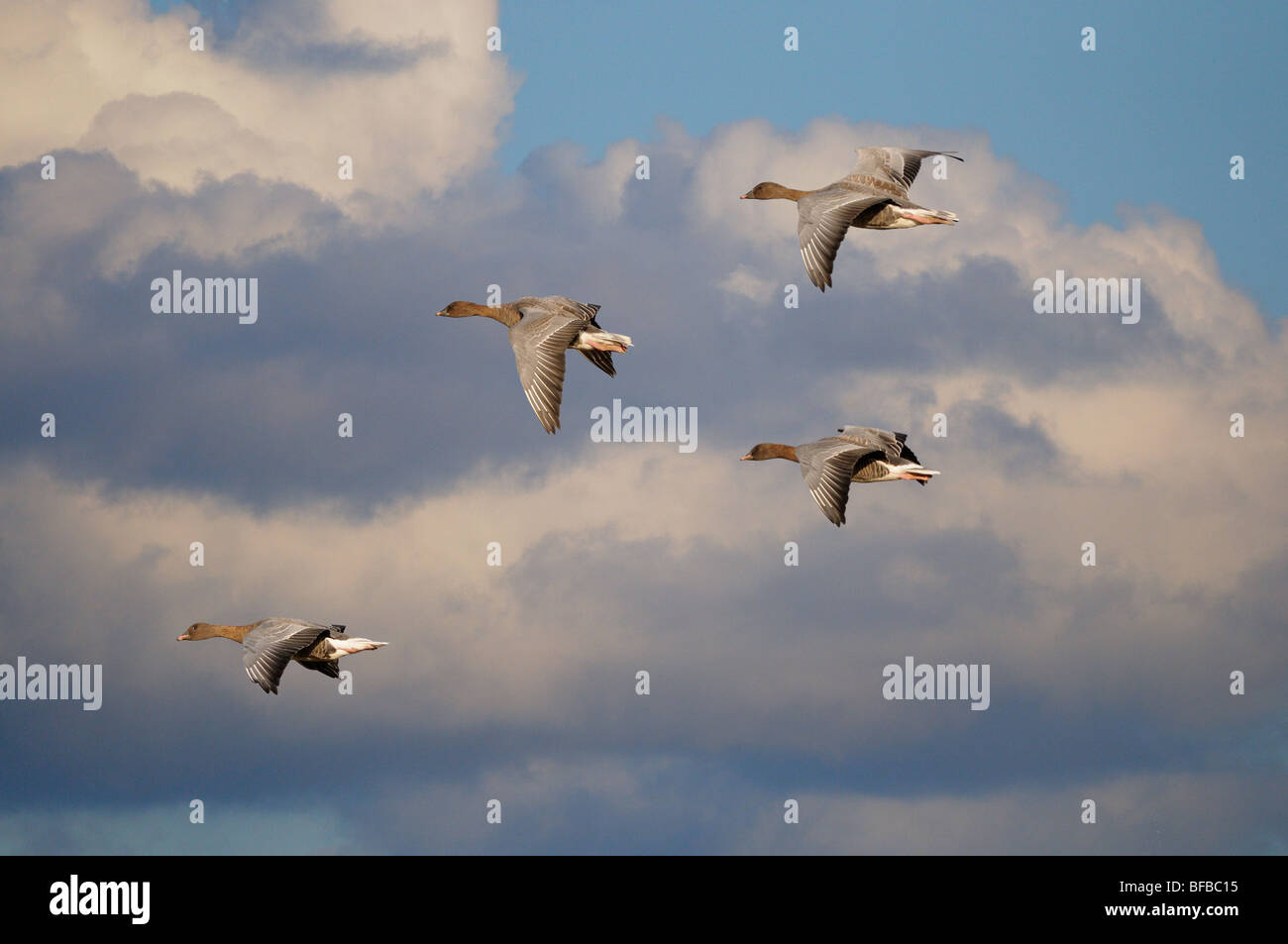 Pink footed geese (anser brachyrhynchus) four birds in flight over ...