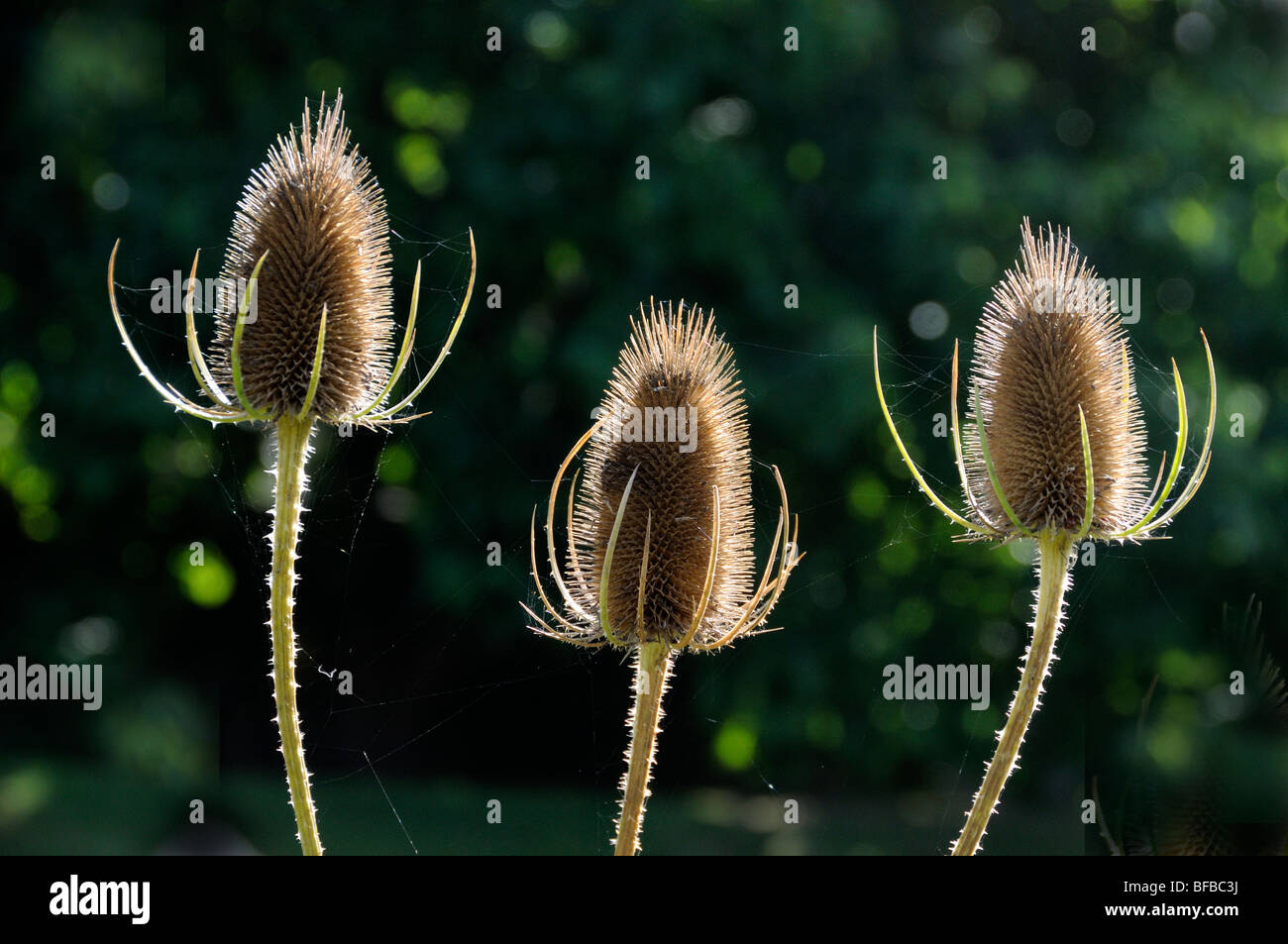 Backlit showing seed head structure hi-res stock photography and images ...