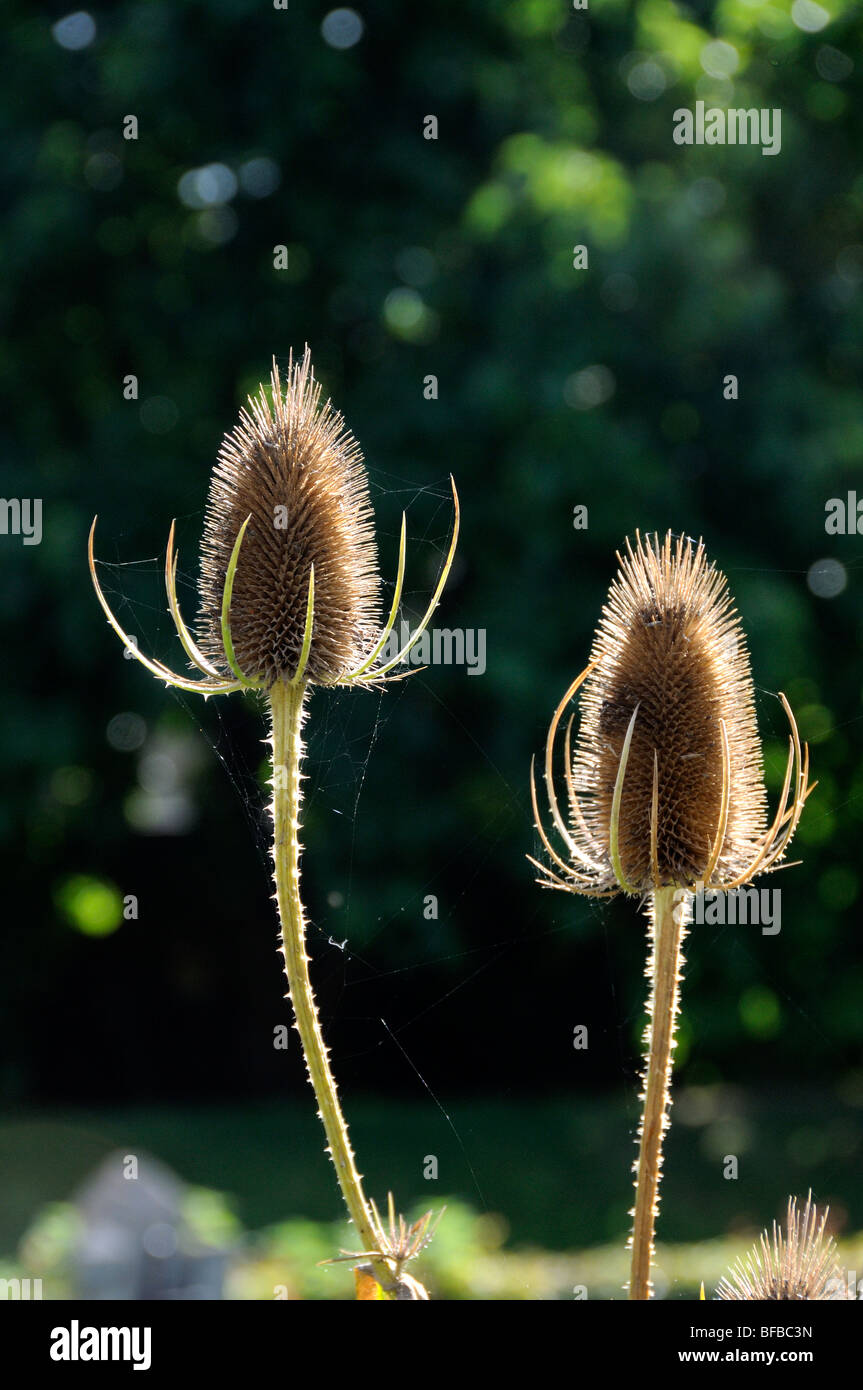 Two Teasel heads, back lit showing seed head structure, UK, September ...